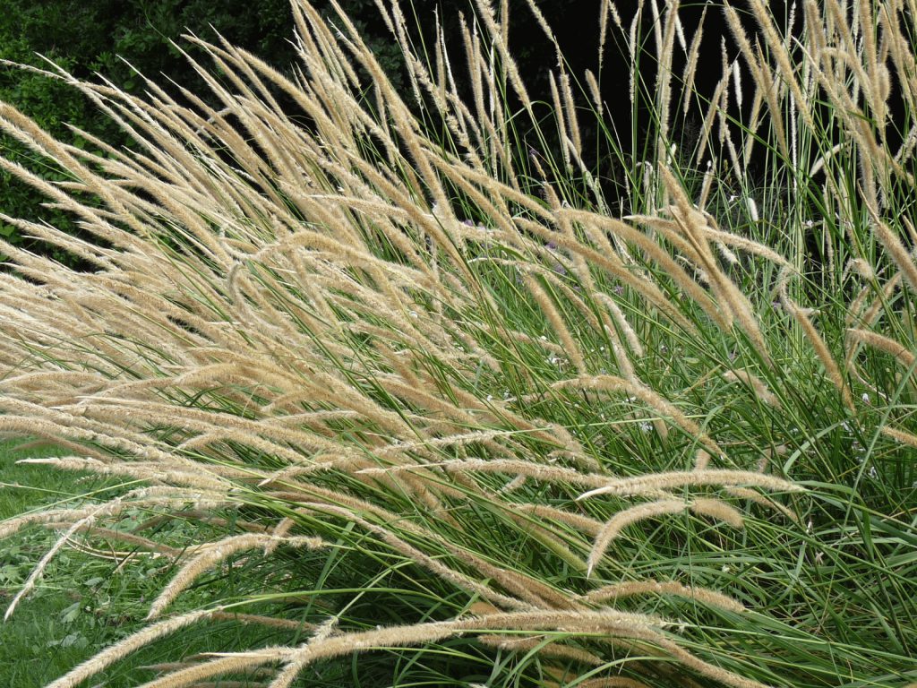 Pennisetum rupelli – Vivero Argüello